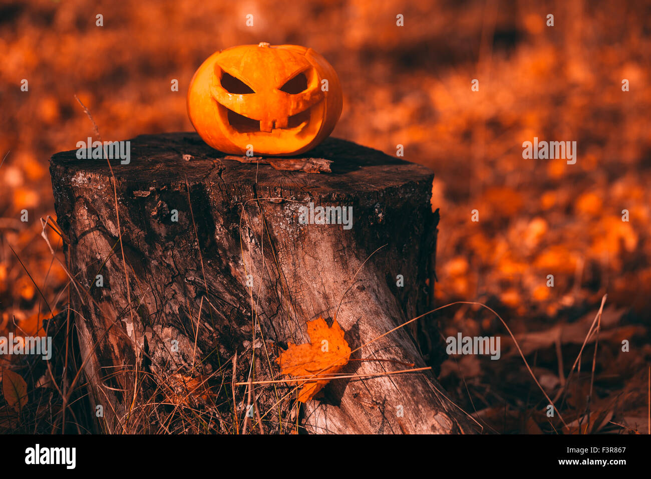 Halloween pumpkin photo in forest Stock Photo - Alamy