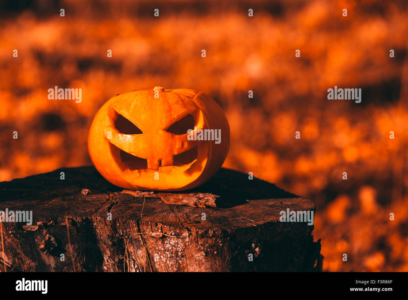Halloween pumpkin photo in forest Stock Photo - Alamy