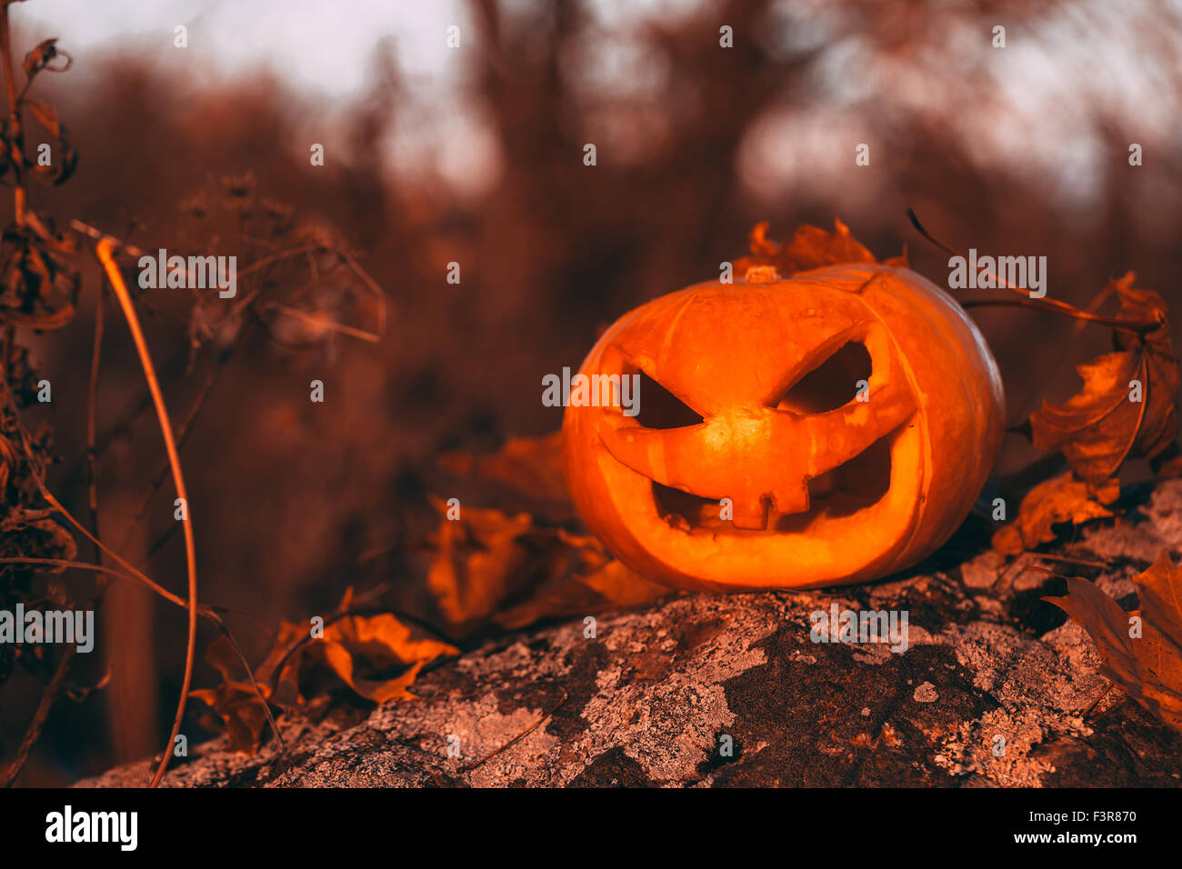 Halloween pumpkin photo in forest Stock Photo - Alamy