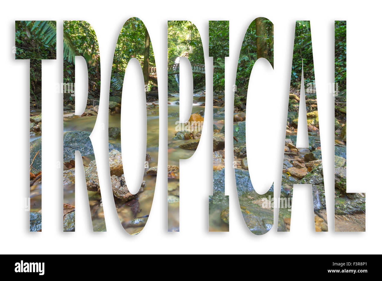 Stream pure jungle water flowing Cut Out Stock Images & Pictures - Alamy