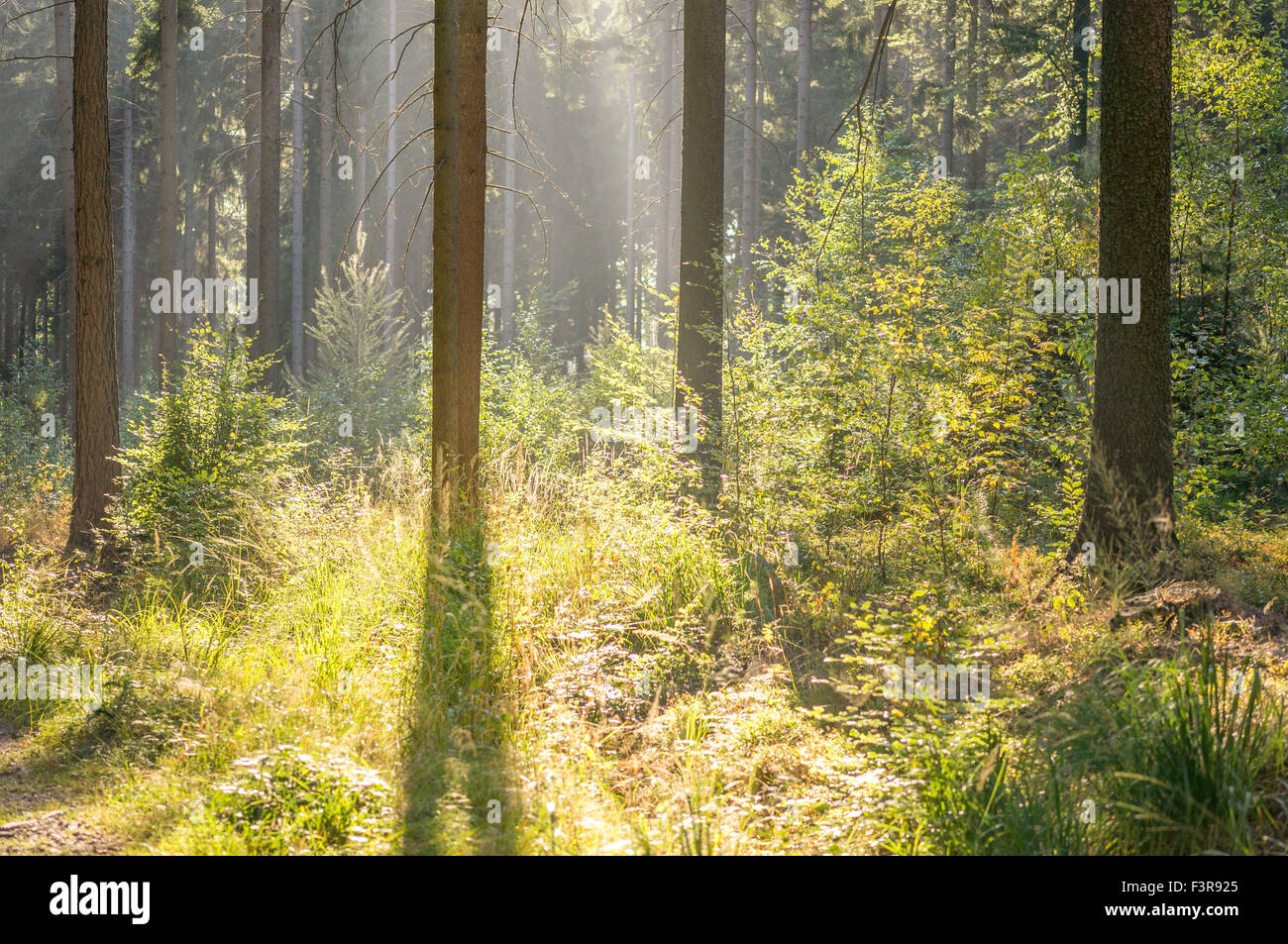 Beams of September sunlight in the foggy forest near Radunia Mount ...