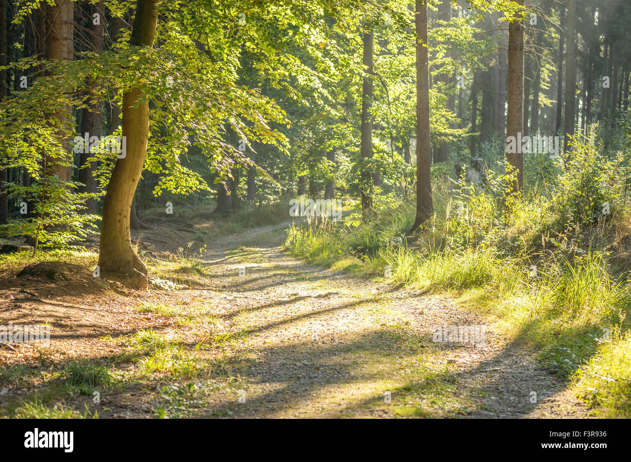 Beams of September sunlight in the foggy forest near Radunia Mount ...