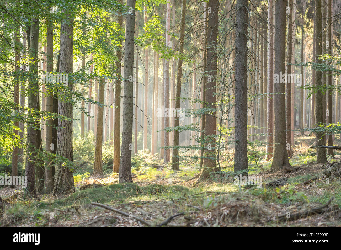 Beams of September sunlight in the foggy forest near Radunia Mount ...