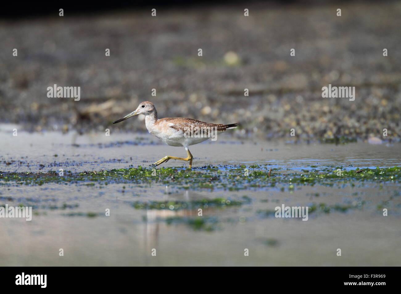 Nordmann's or Spotted greenshank (Tringa guttifer) in Japan Stock Photo ...