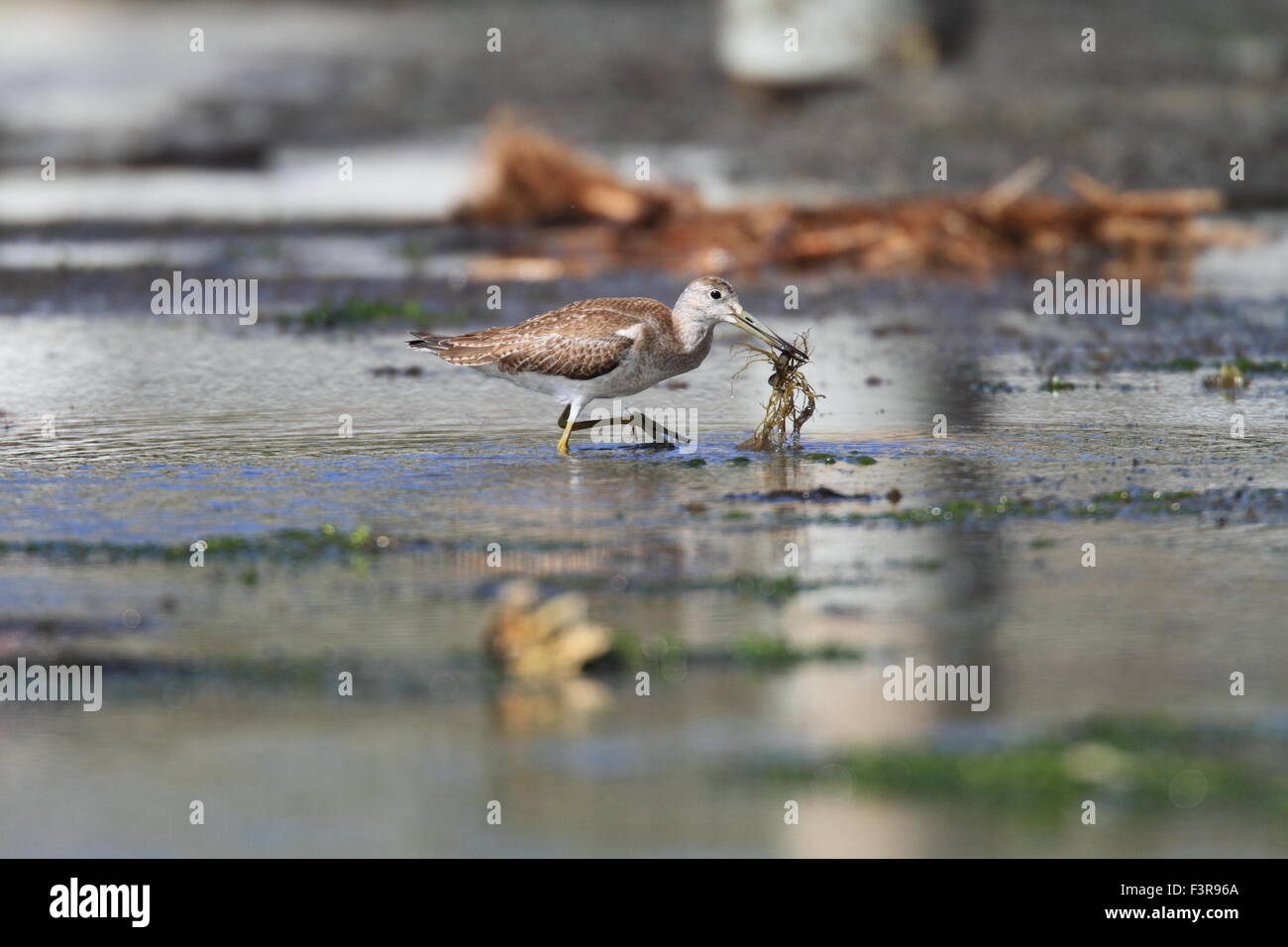 Nordmann's or Spotted greenshank (Tringa guttifer) in Japan Stock Photo ...