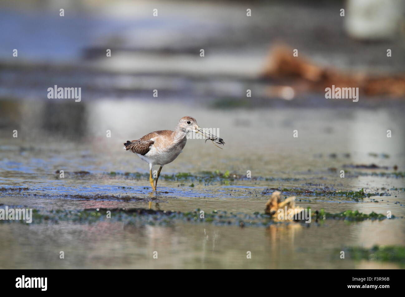 Nordmann's or Spotted greenshank (Tringa guttifer) in Japan Stock Photo ...