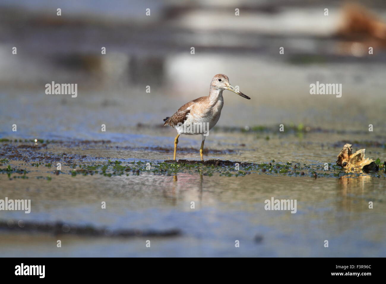 Nordmann's or Spotted greenshank (Tringa guttifer) in Japan Stock Photo ...