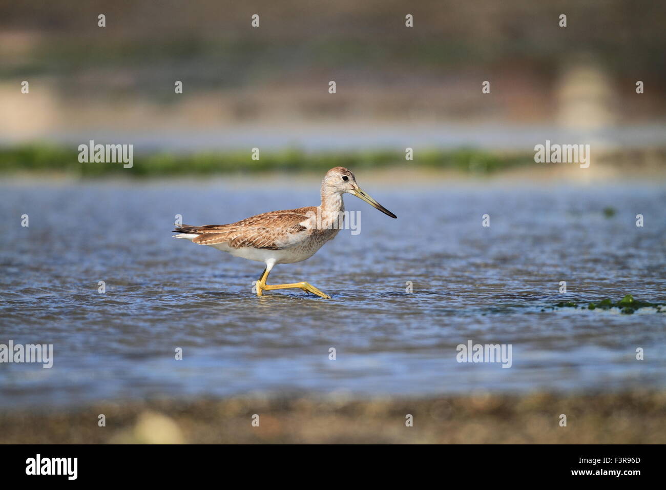 Nordmann's or Spotted greenshank (Tringa guttifer) in Japan Stock Photo ...