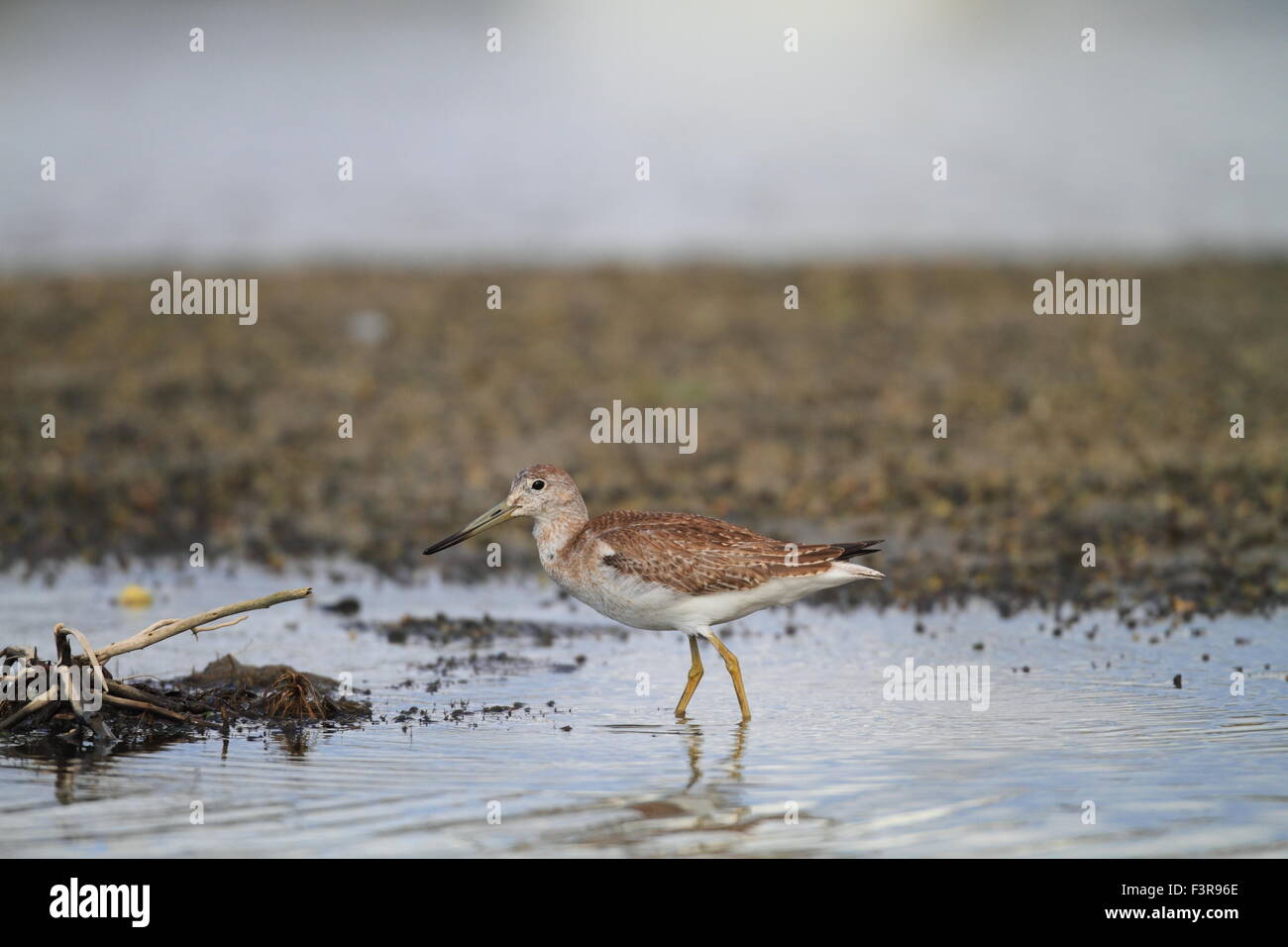 Spotted greenshank hi-res stock photography and images - Alamy