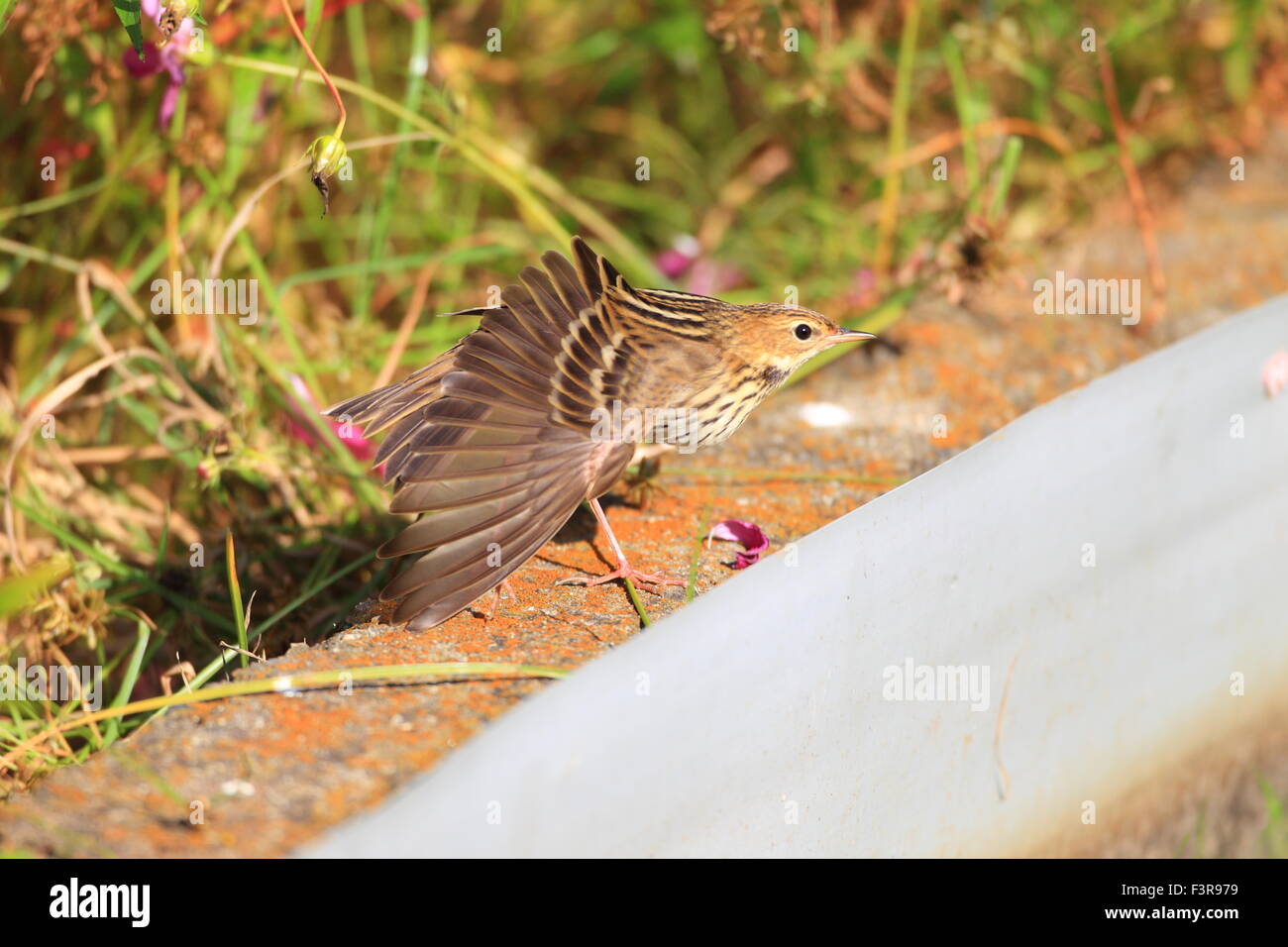 Pechora Pipit (Anthus gustavi) in Japan Stock Photo - Alamy