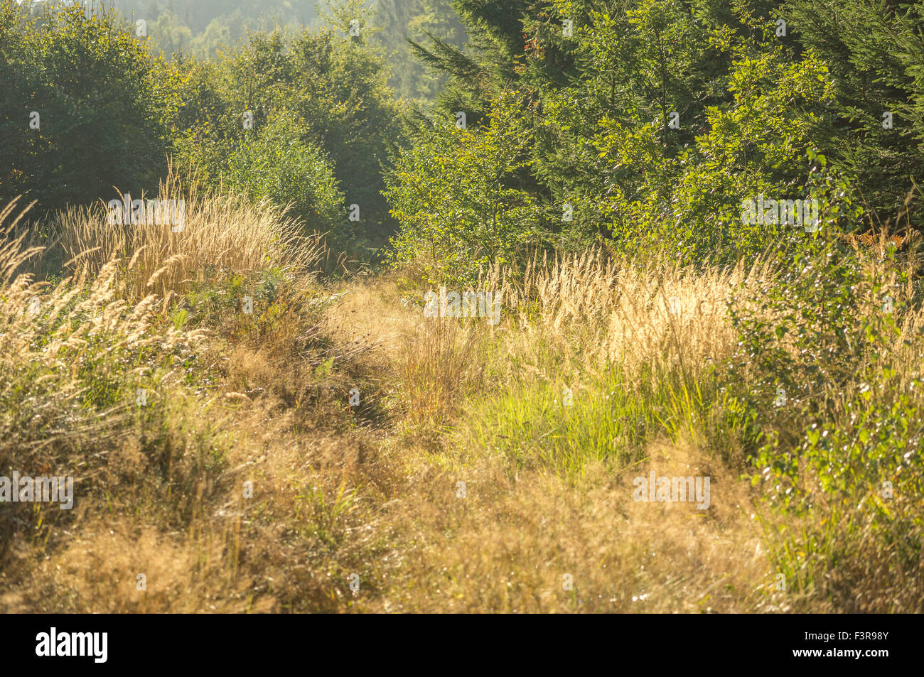 Beams of September sunlight in the foggy forest near Radunia Mount ...
