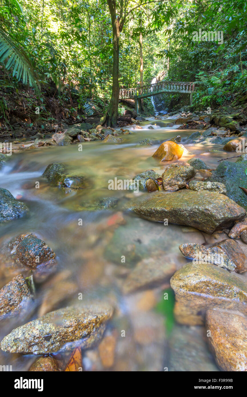 Water stream at deep of tropical forest Stock Photo - Alamy