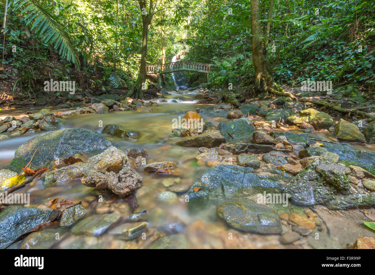 Water stream at deep of tropical forest Stock Photo - Alamy