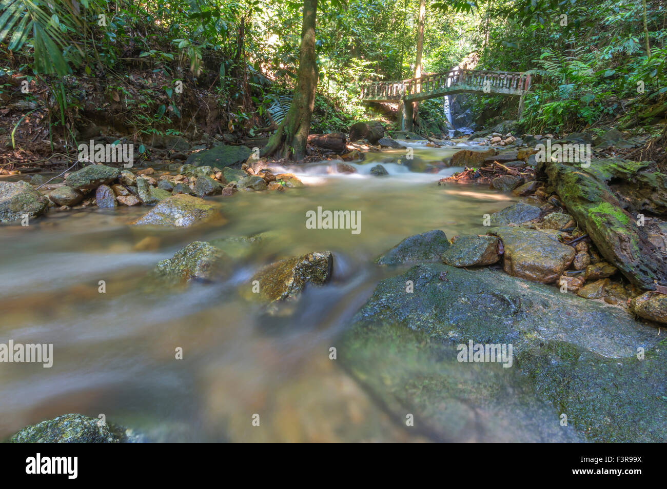 Water stream at deep of tropical forest Stock Photo - Alamy