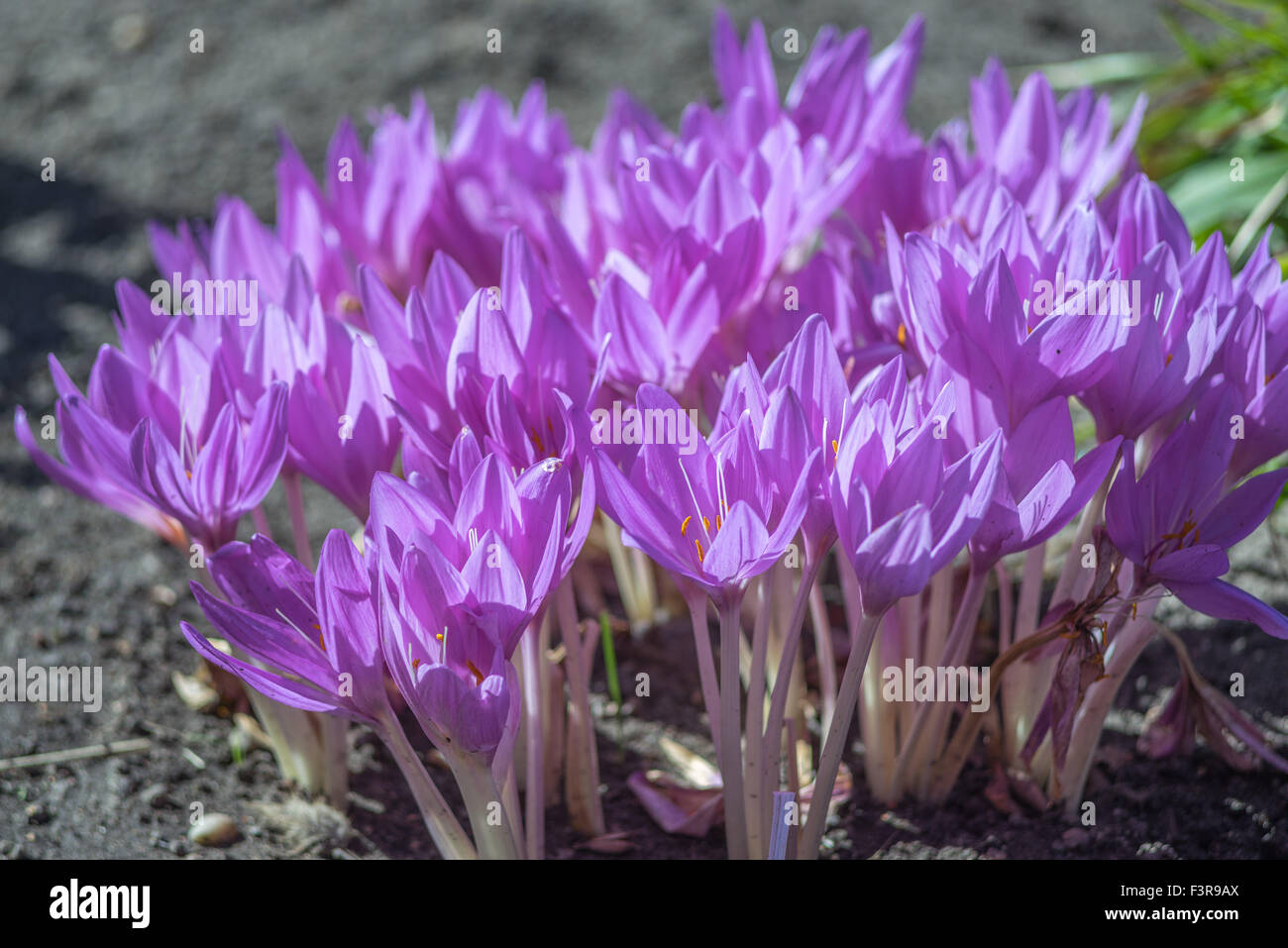Colchicum autumnale hi-res stock photography and images - Alamy
