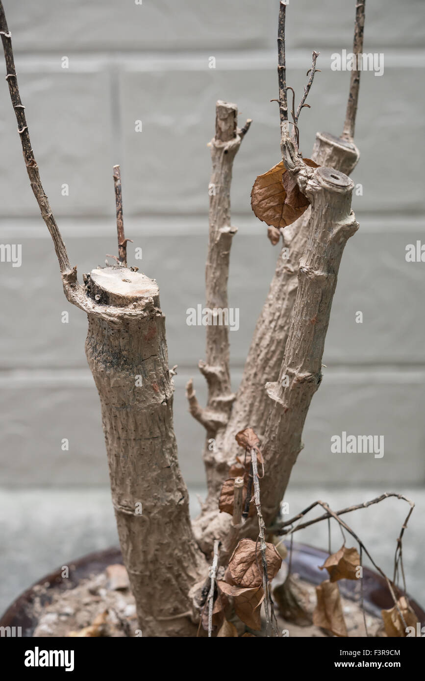 Dead plant stalk hi-res stock photography and images - Alamy