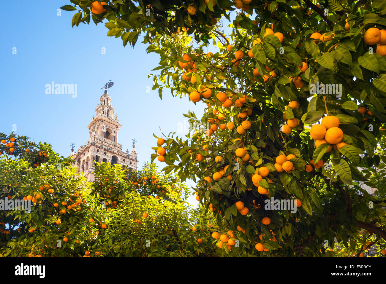 Seville oranges hi-res stock photography and images - Alamy