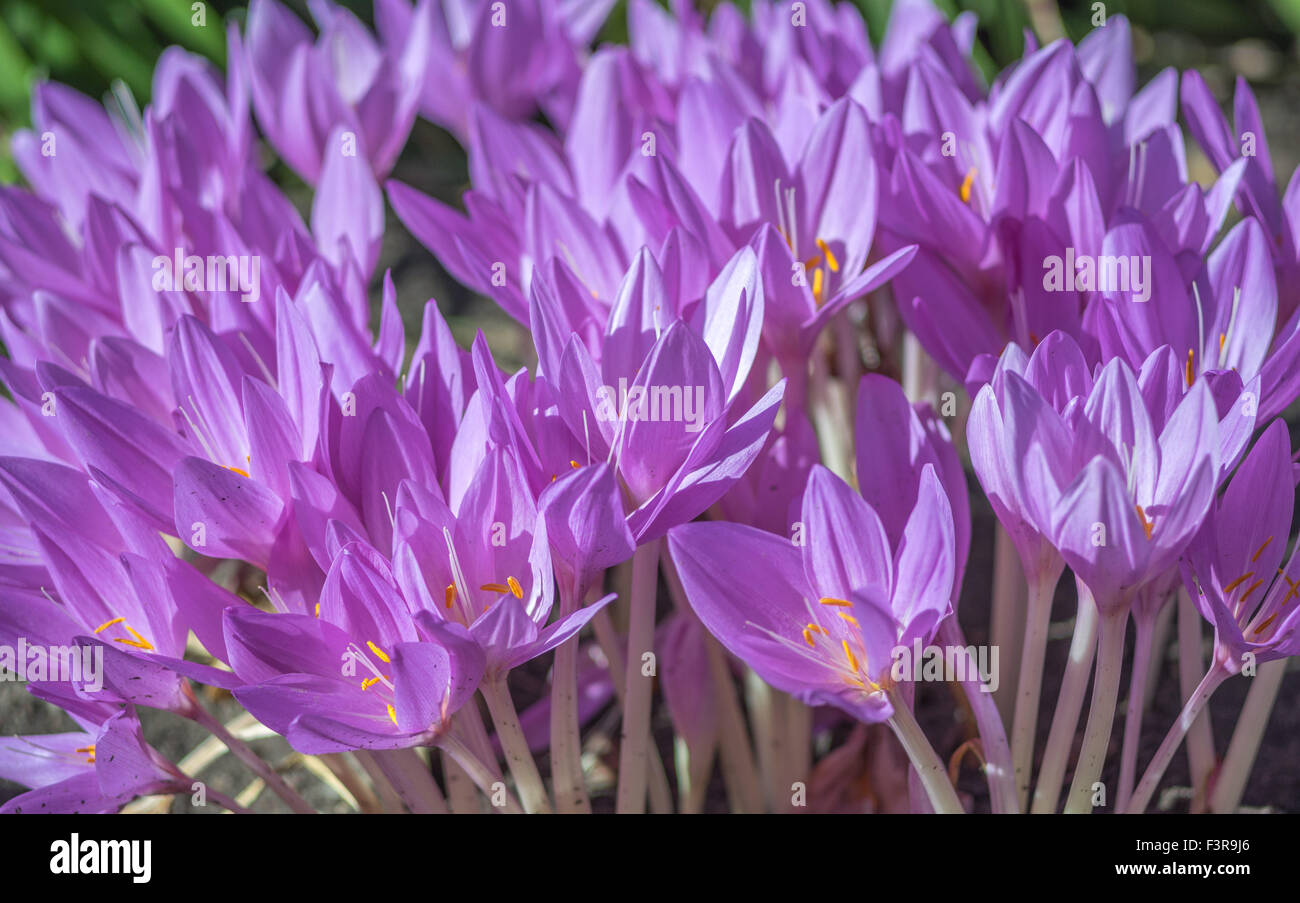Colchicum autumnale hi-res stock photography and images - Alamy