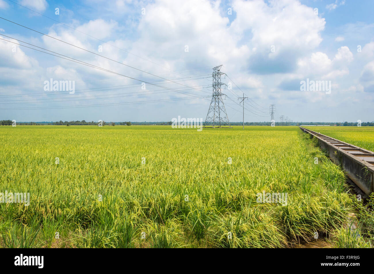 Paddy field with electricity high voltage power post and blue skies ...