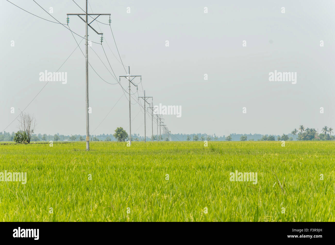 Paddy field with electricity high voltage power post Stock Photo - Alamy
