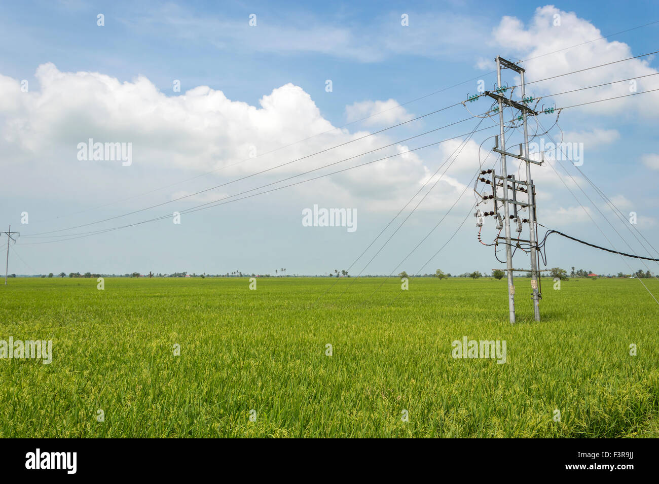electricity high voltage power post in paddy field Stock Photo - Alamy