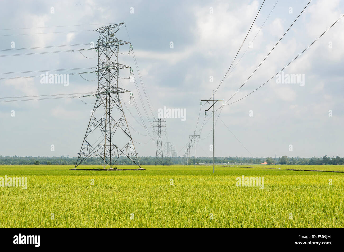 electricity high voltage power post in paddy field Stock Photo - Alamy