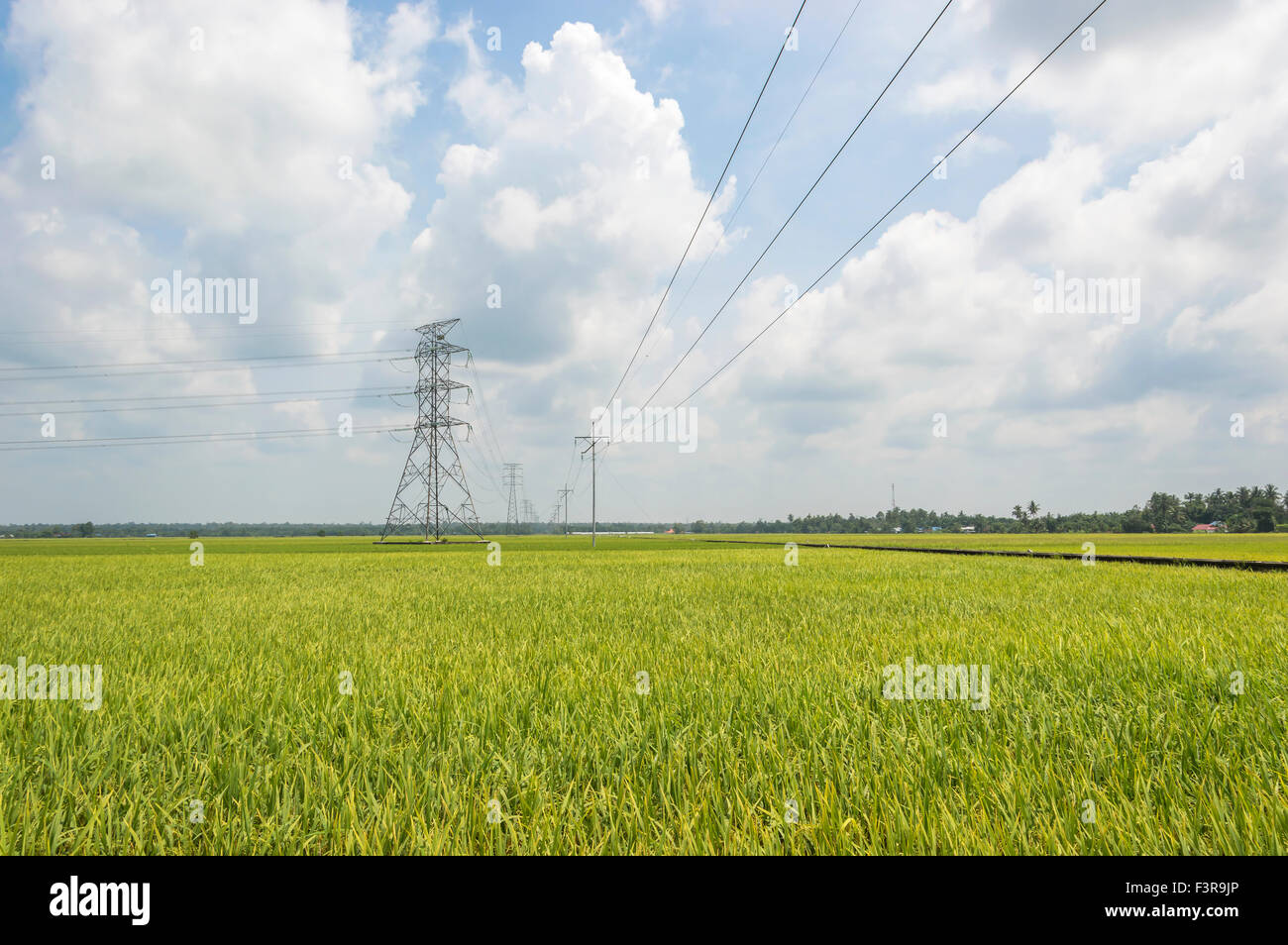 electricity high voltage power post in paddy field Stock Photo - Alamy