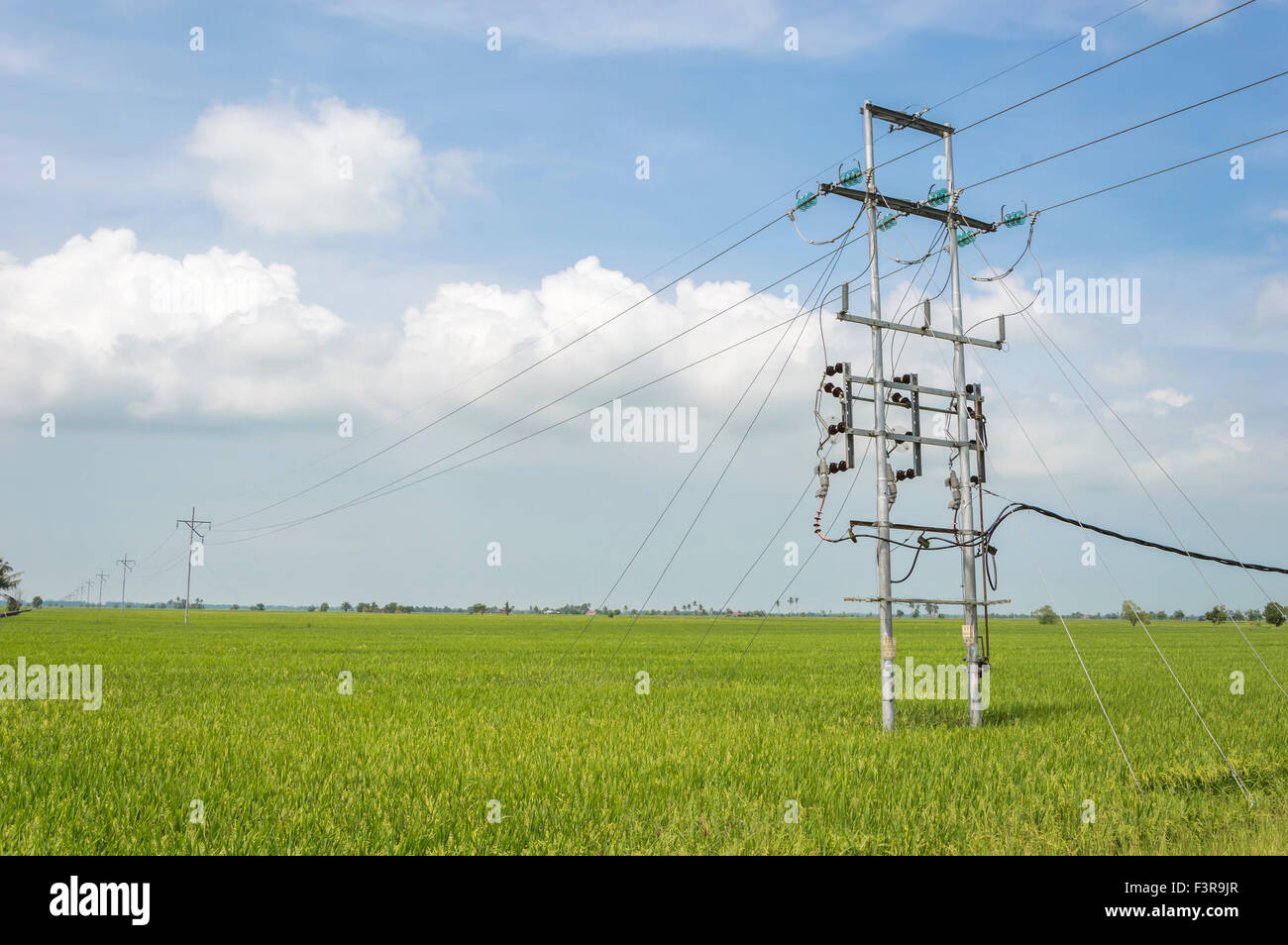electricity high voltage power post in paddy field Stock Photo - Alamy