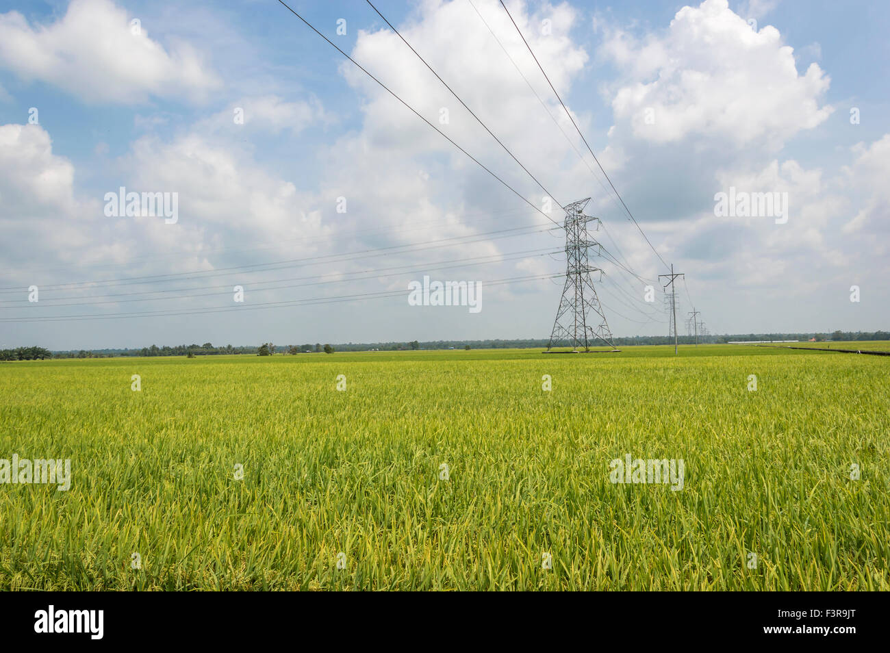 Paddy field with electricity high voltage power post and blue skies ...