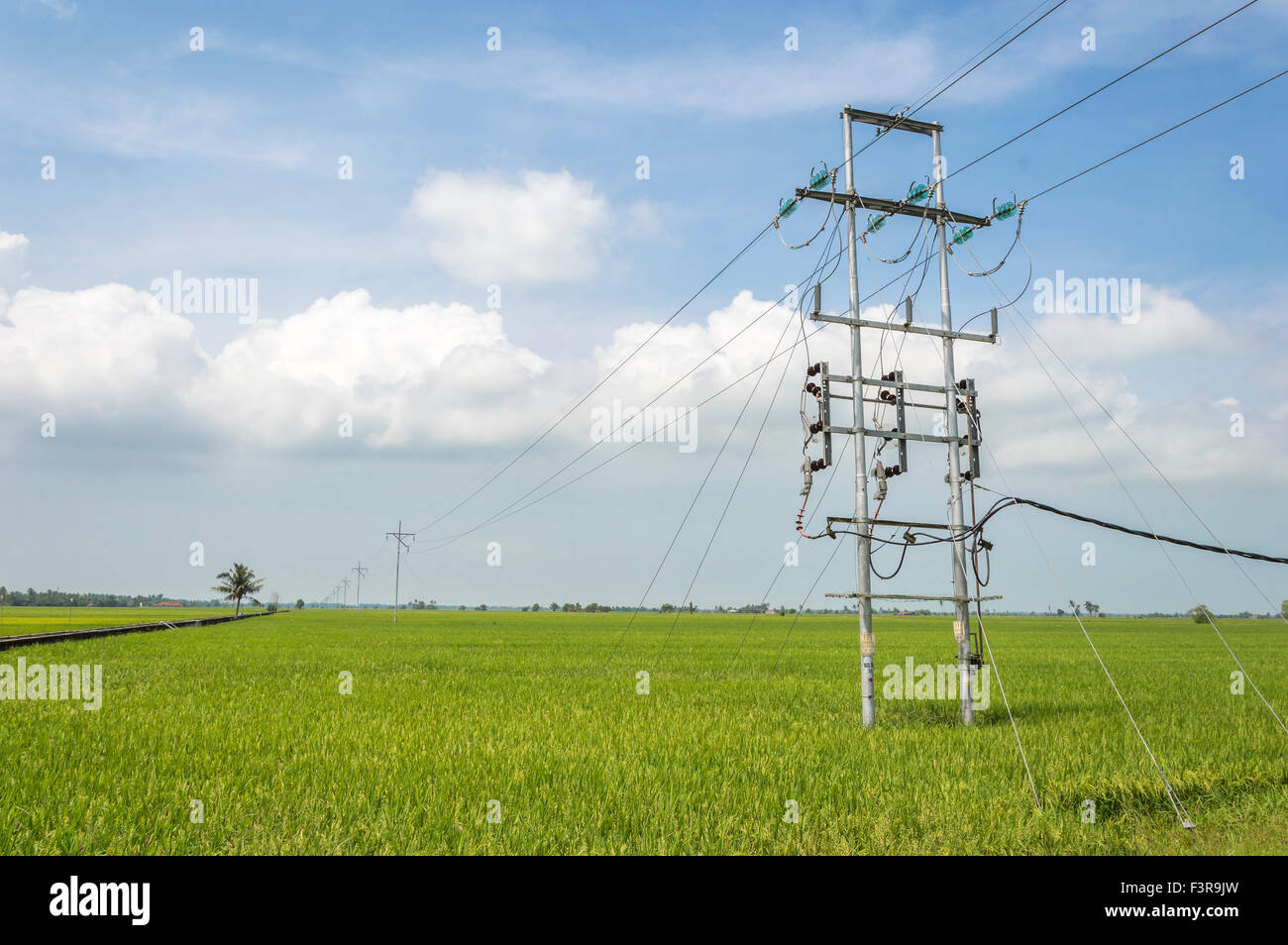 electricity high voltage power post in paddy field Stock Photo - Alamy