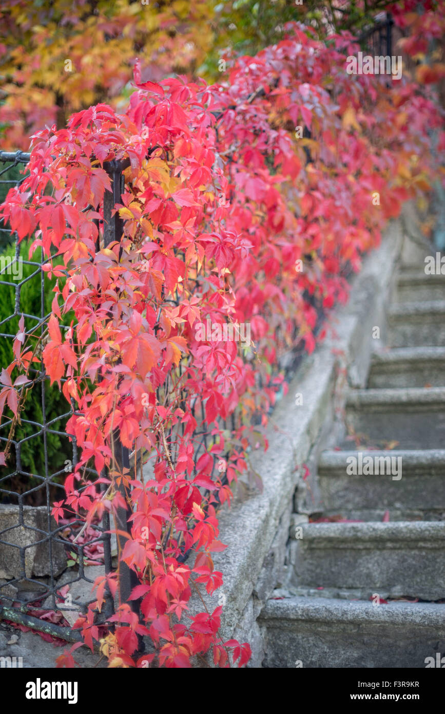 Old stairs with red autumn creeper on the railing Stock Photo - Alamy