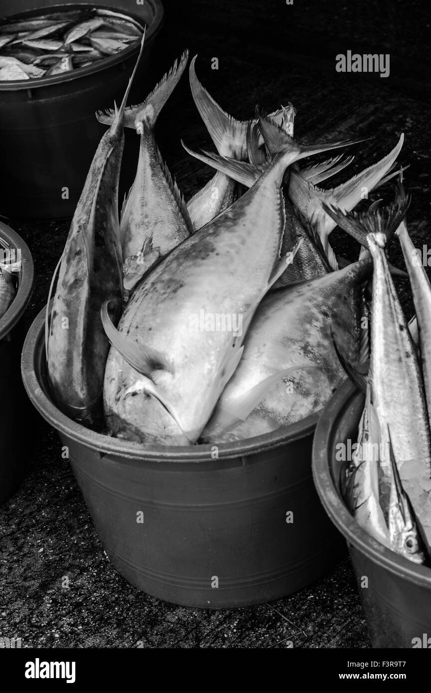 Bucket of Fish Stock Photo - Alamy