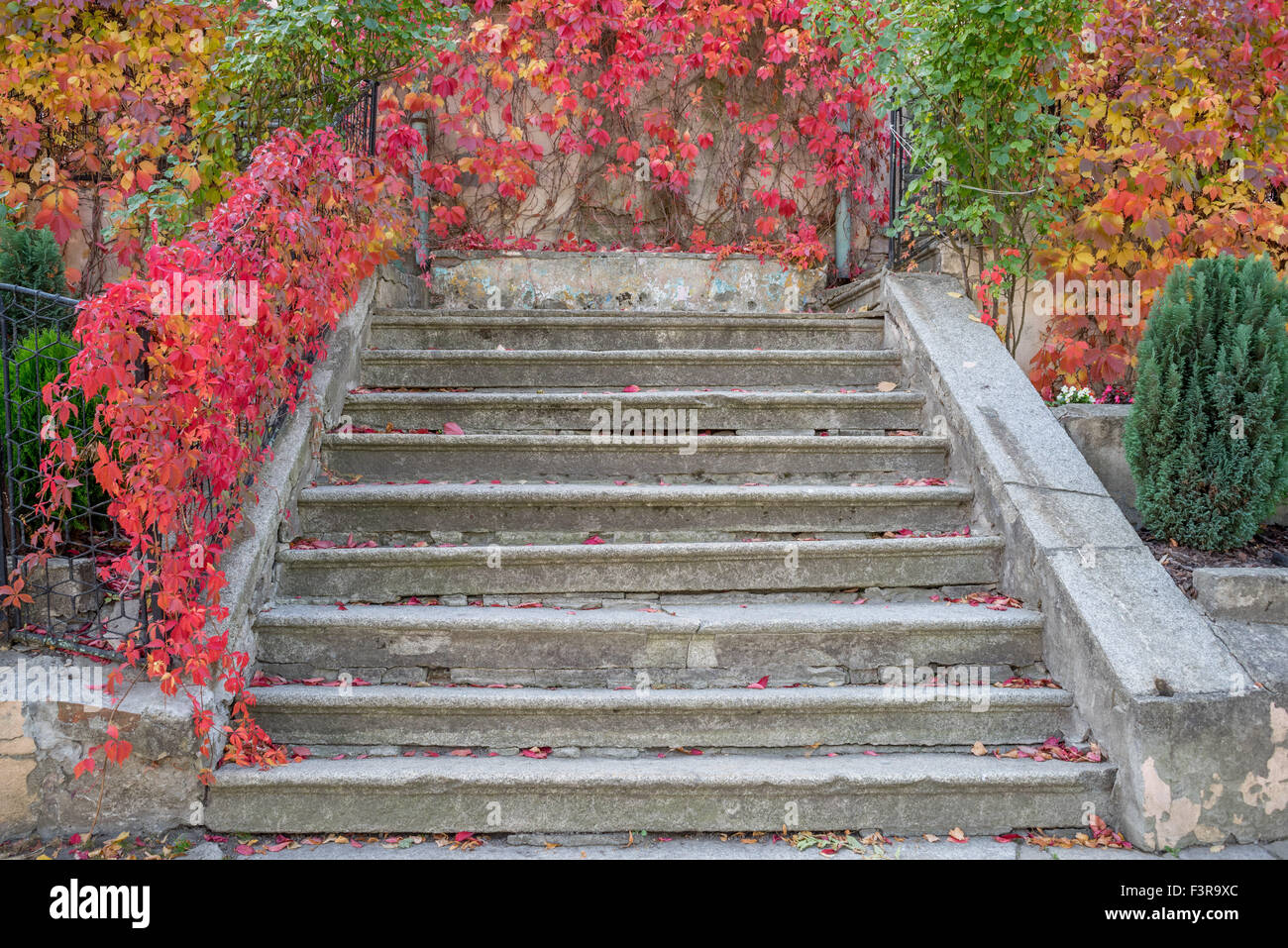 Old stairs with red autumn creeper on the railing Stock Photo - Alamy