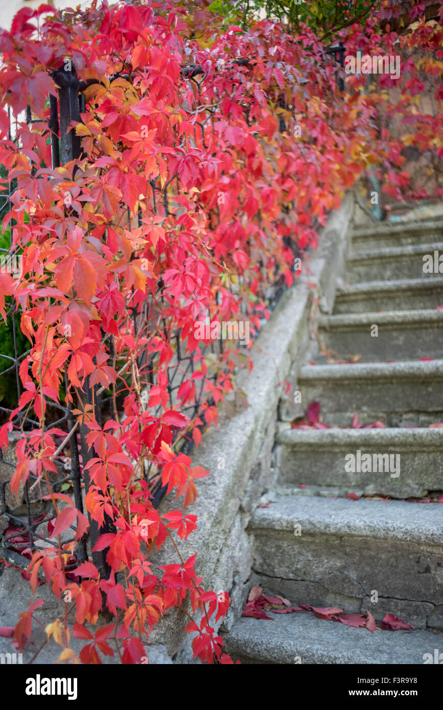 Old stairs with red autumn creeper on the railing Stock Photo - Alamy