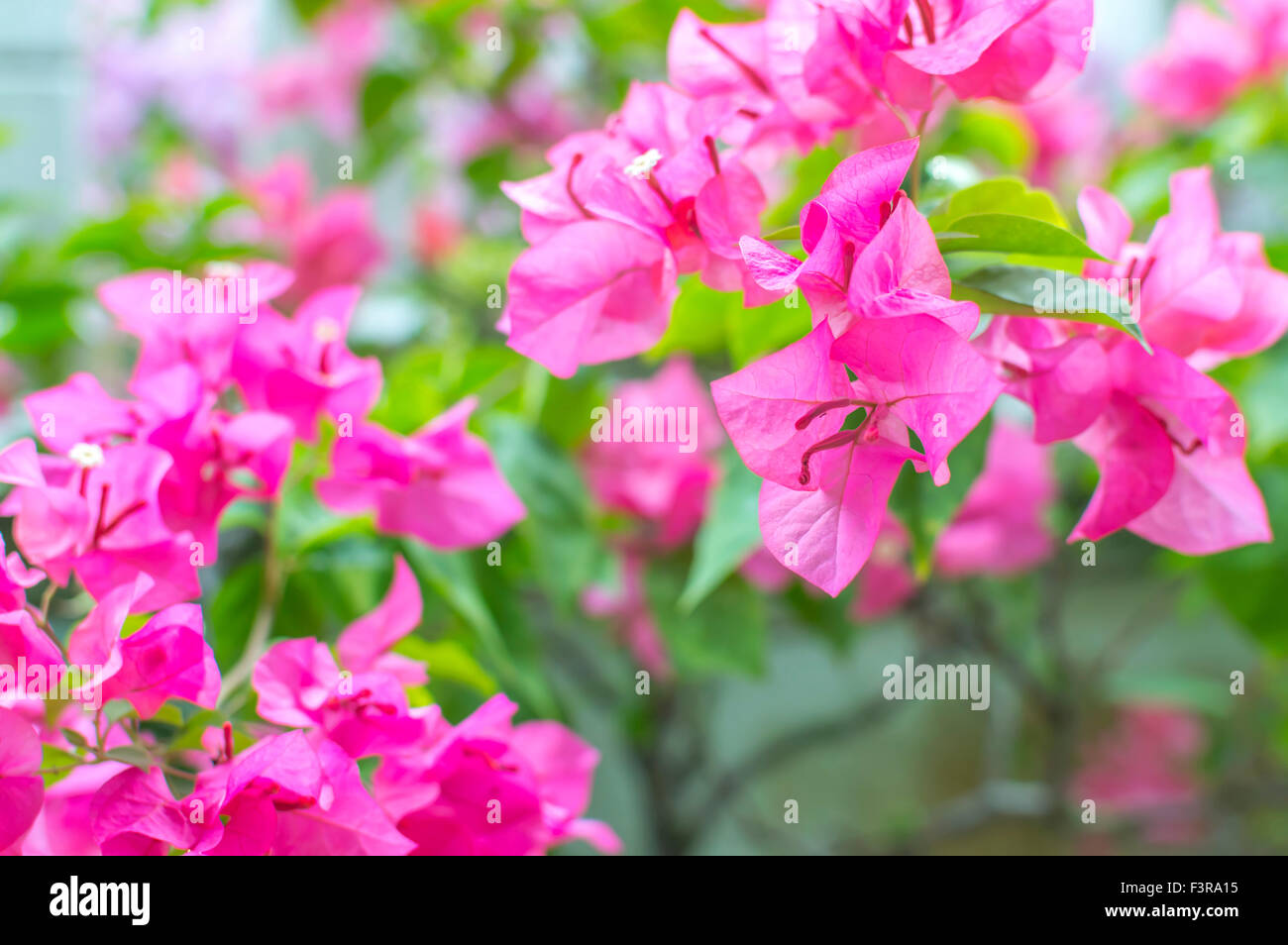 Pink Bougainvillea Flower Close Up Stock Photo Alamy Pink Bougainvillea Flower Close Up Stock Photo Alamy