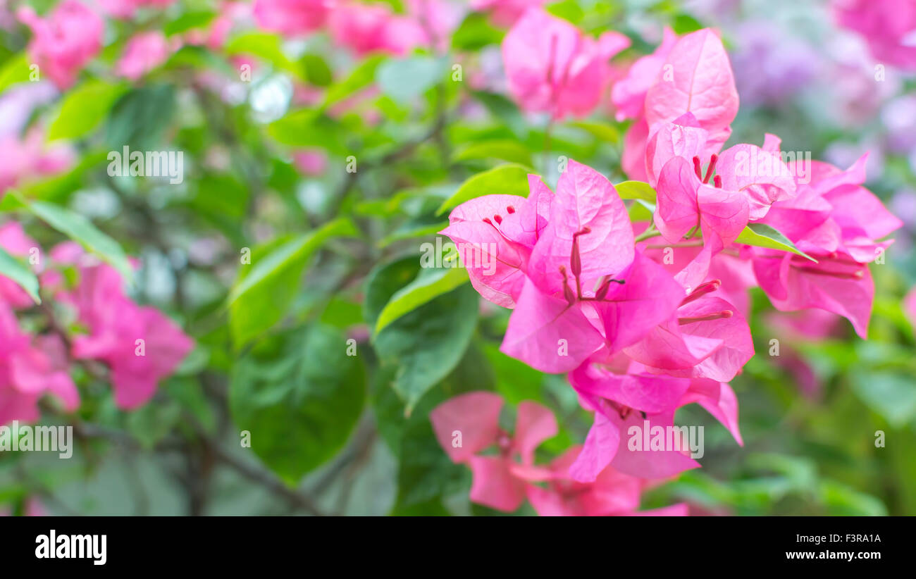 Pink Bougainvillea Flower Close Up Stock Photo Alamy pink-bougainvillea-flower-close-up-stock-photo-alamy