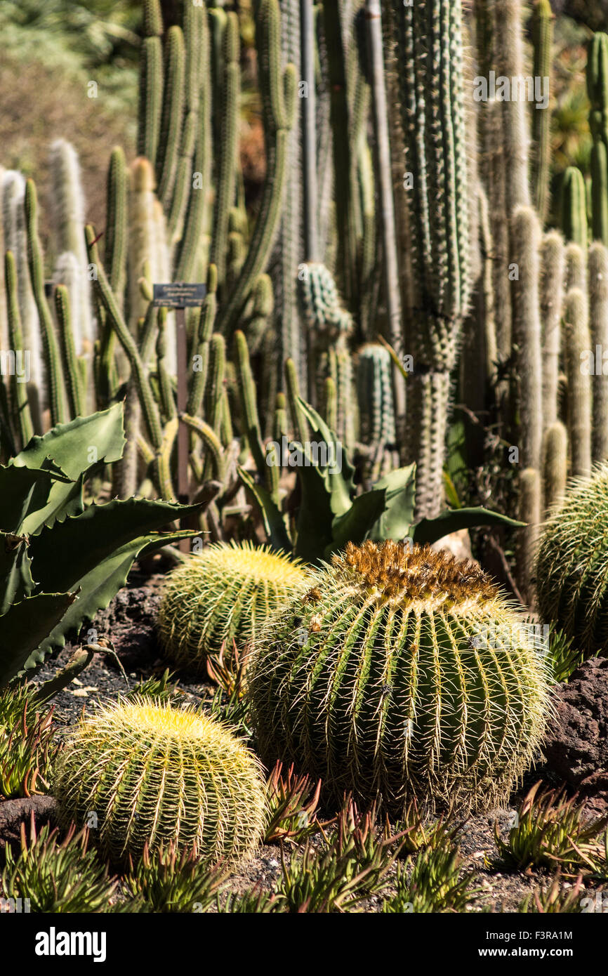 Huntington library cactus garden hi-res stock photography and images ...