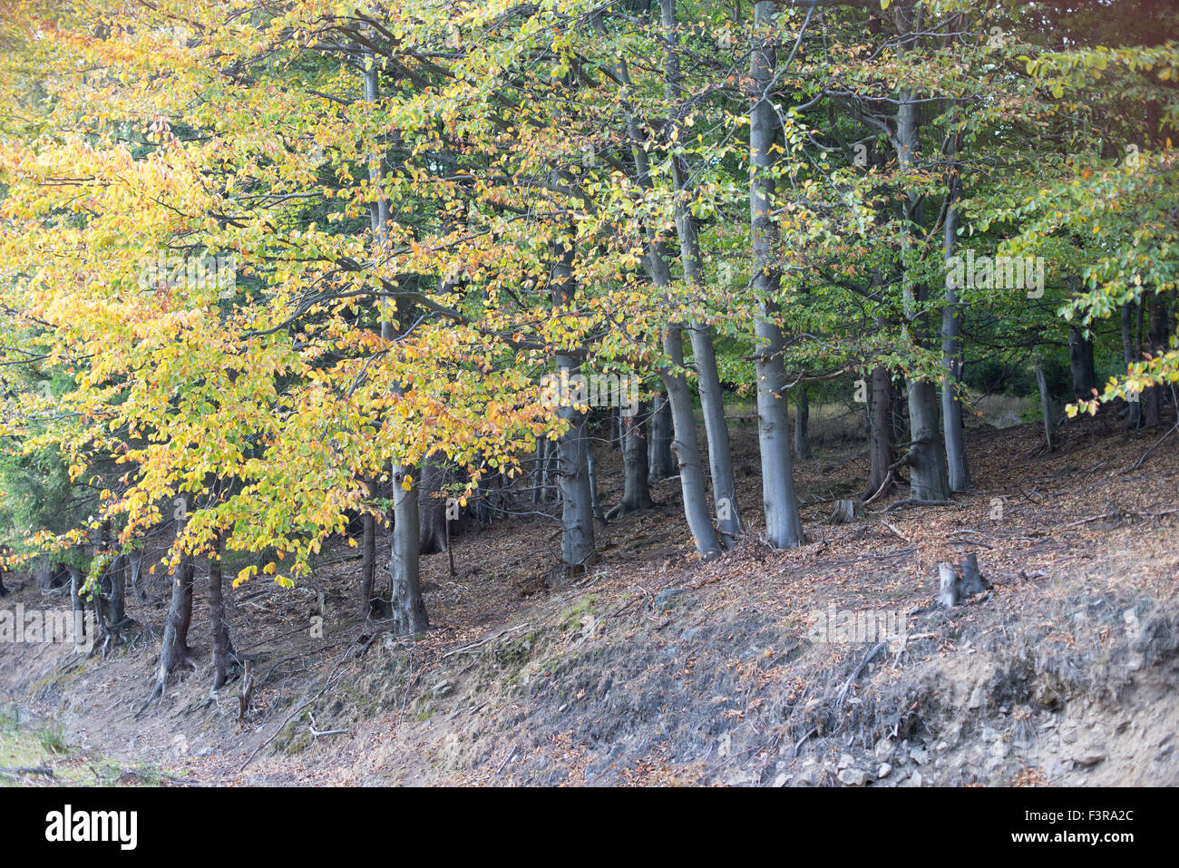 Beech trees tree turning yellow in autumn Nature Reserve Bukowa ...