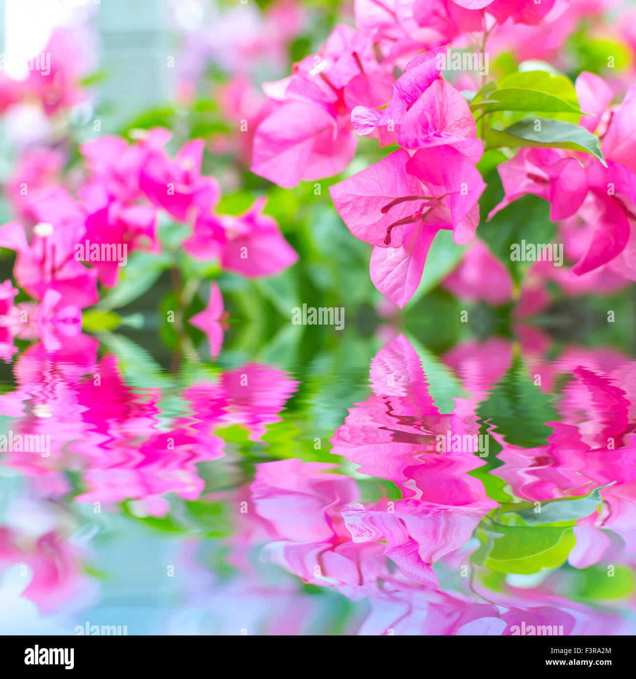Pink Bougainvillea Flower Close Up And Reflection Stock Photo Alamy pink-bougainvillea-flower-close-up-and-reflection-stock-photo-alamy