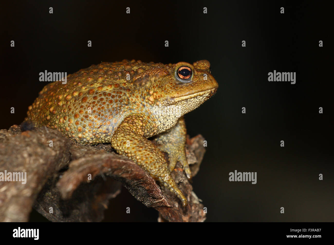 Rough frog skin hi-res stock photography and images - Alamy