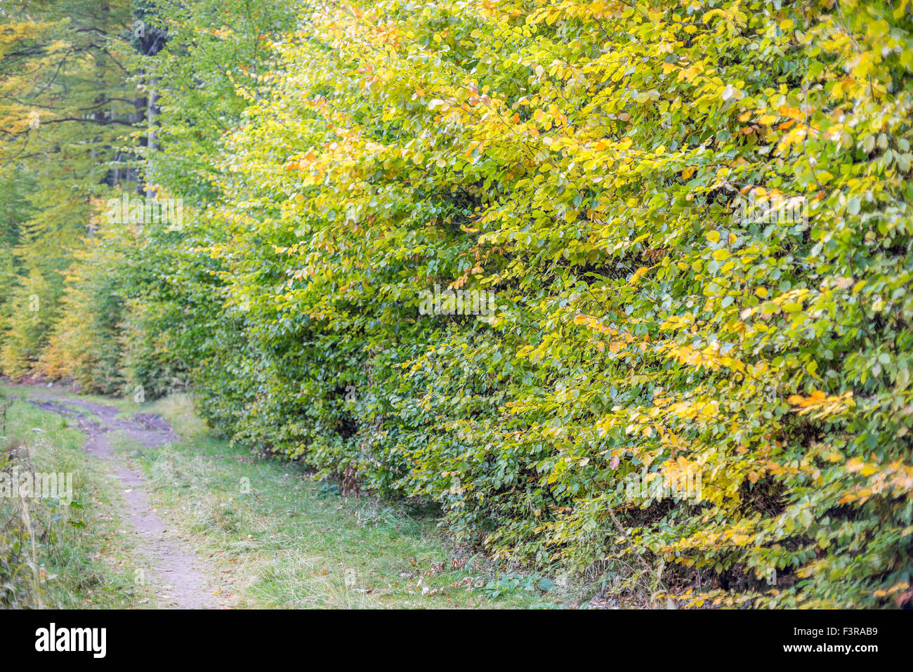 Beech trees tree turning yellow in autumn Nature Reserve Bukowa ...