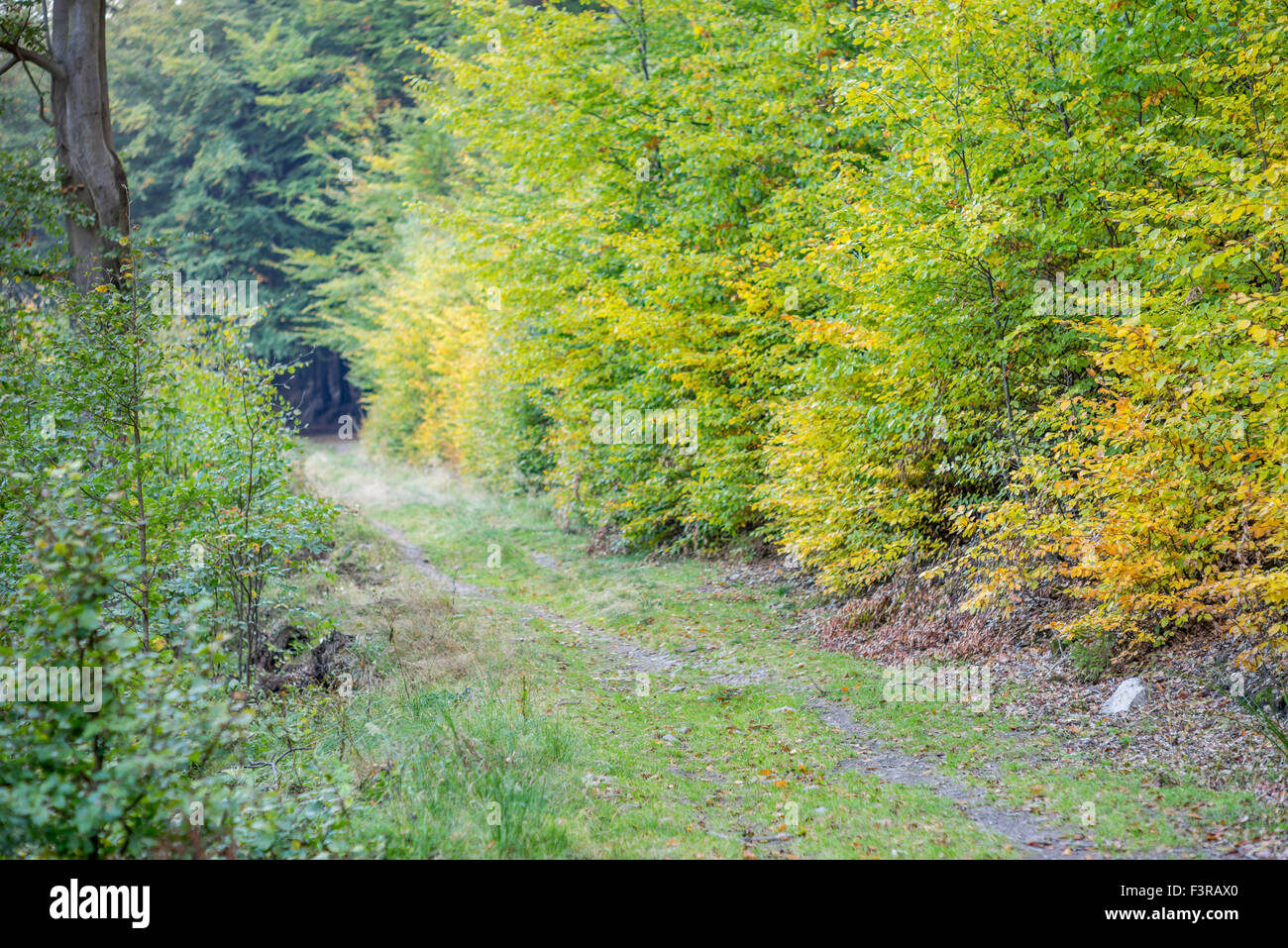 Beech trees tree turning yellow in autumn Nature Reserve Bukowa ...