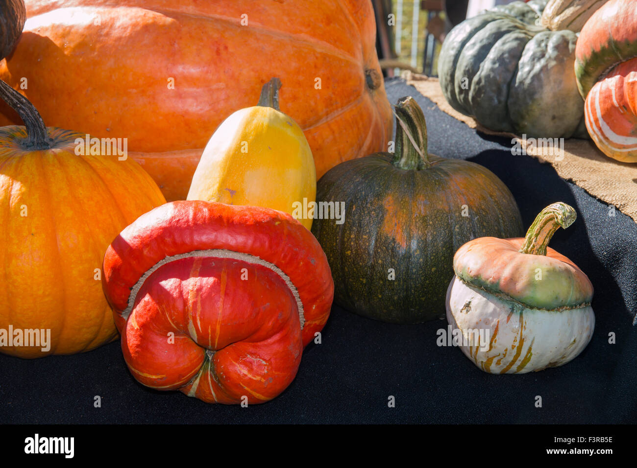 Pumpkins in different shapes hi-res stock photography and images - Alamy