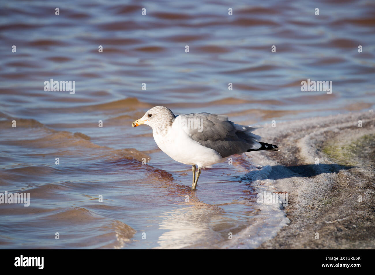 Californicus larus hi-res stock photography and images - Alamy