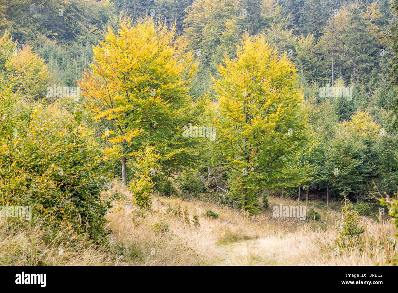 Beech trees tree turning yellow in autumn Nature Reserve Bukowa ...