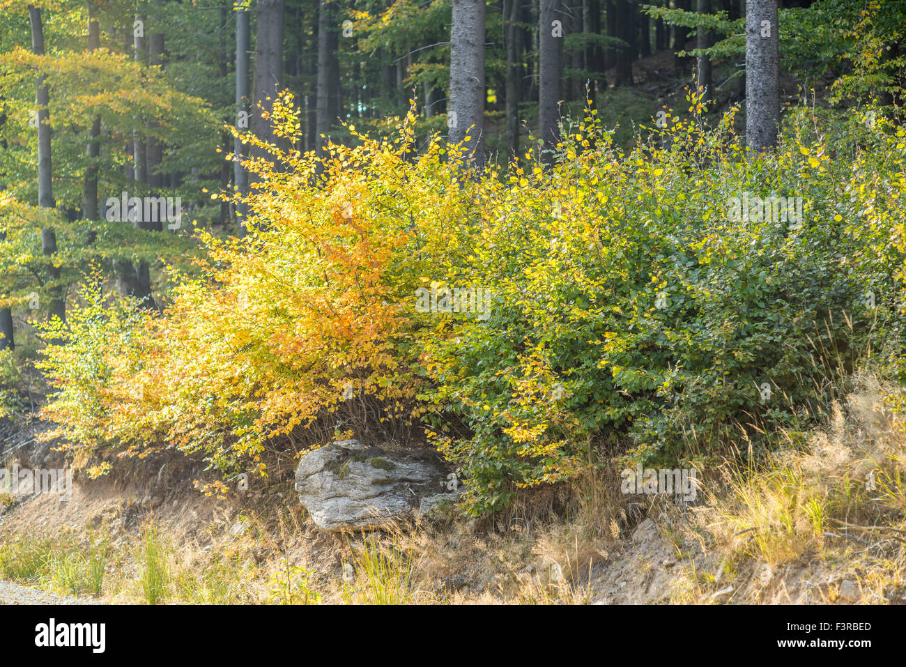 Beech trees tree turning yellow in autumn Nature Reserve Bukowa ...