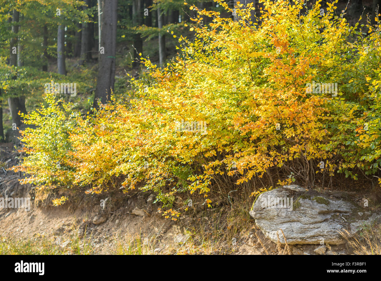 Beech trees tree turning yellow in autumn Nature Reserve Bukowa ...