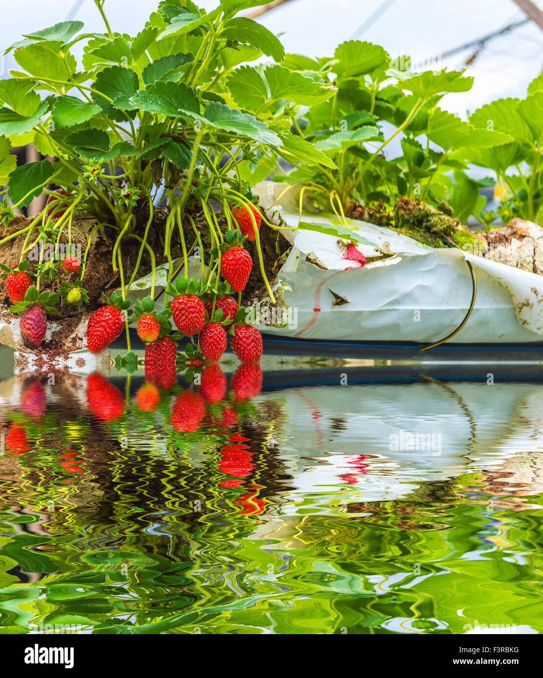 Farm reflection hi-res stock photography and images - Alamy