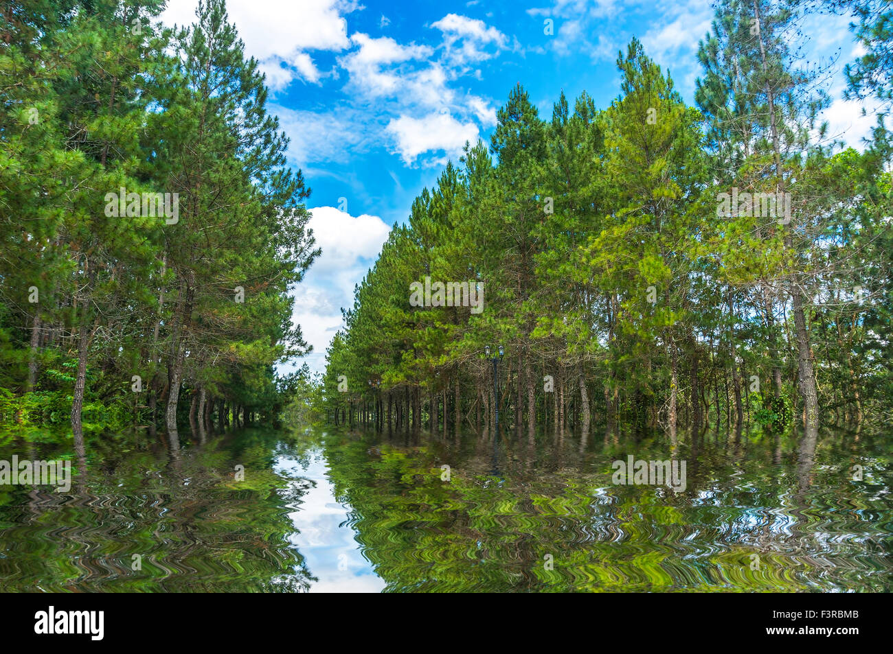Casuarina tree hi-res stock photography and images - Alamy