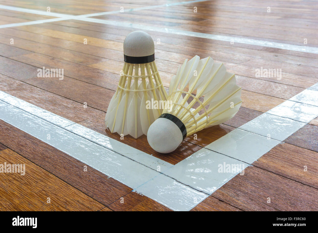 White shuttercock close up with timber flooring Stock Photo - Alamy
